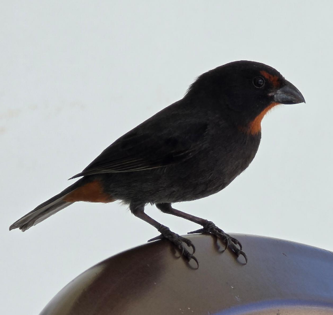 robin - Caribbean Dictionary | Wiwords